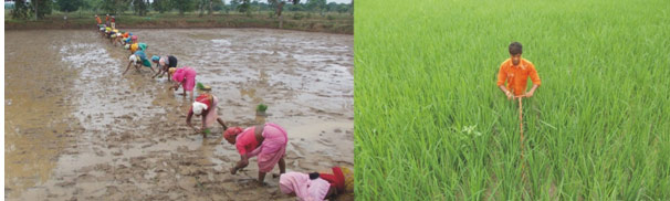 Tribal Development Fund Projects (TDF) – Nageshwara Charitable Trust