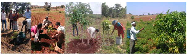 Tribal Development Fund Projects (TDF) – Nageshwara Charitable Trust